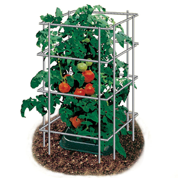 Buy High-qualit flower vegetable herb fruit tree seeds – Easytogrowbulb