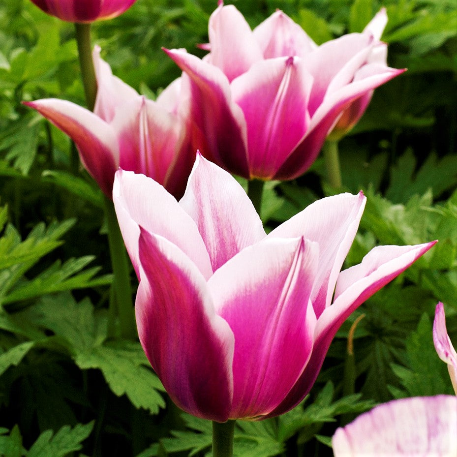 Tulip Bulbs Ballade Blooms Species Growing Bonsai Roots Rhizomes Corm ...
